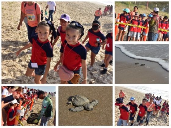 LIBERAN CRÍAS DE TORTUGA LORA NIÑAS Y NIÑOS DE GÜÉMEZ | Cuarto Poder de ...